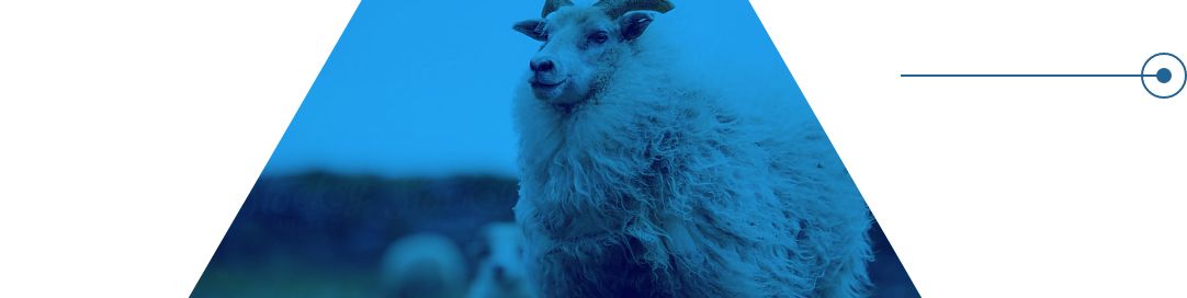 動物由来幹細胞