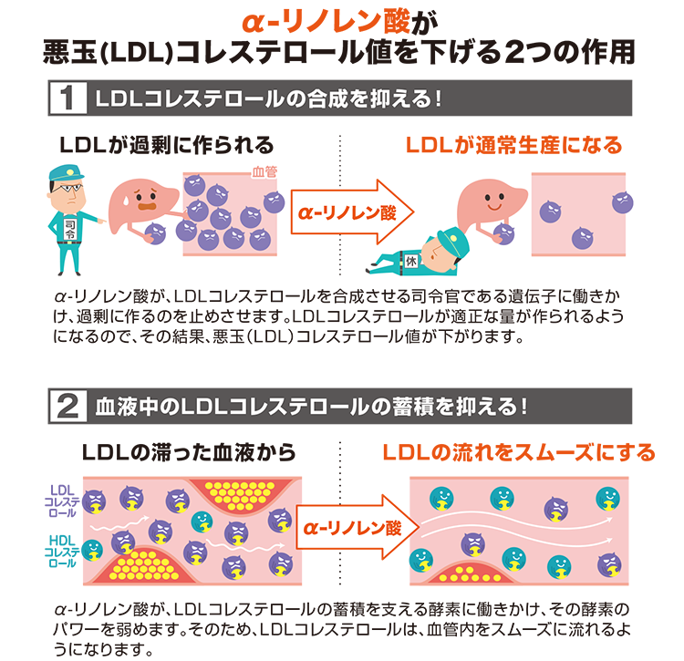α（アルファ）-リノレン酸とは？その基本から食生活への取り入れ方まで解説