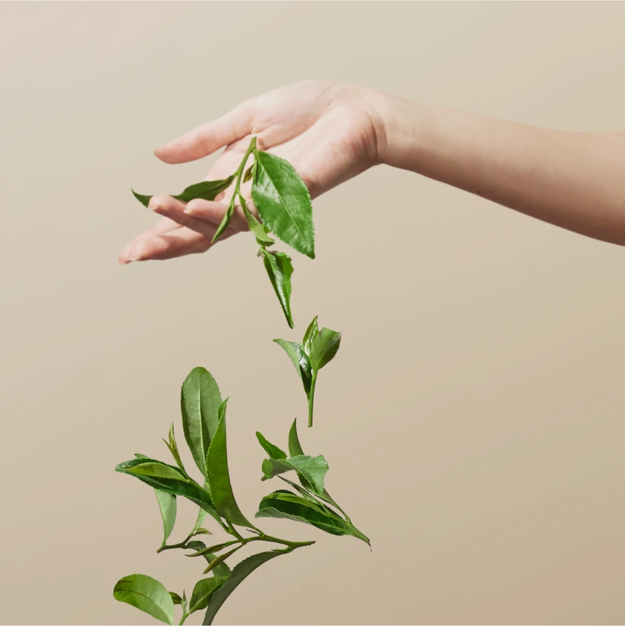 Teaflex 公式サイト